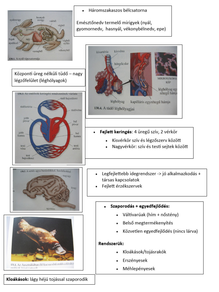 Biológia - Emlősök II. | PDF