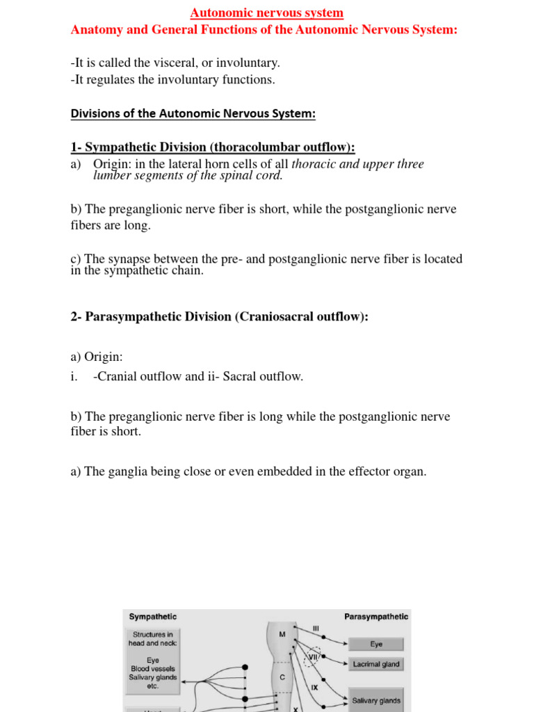 Autonomic Nervous System Overview | PDF | Autonomic Nervous System ...