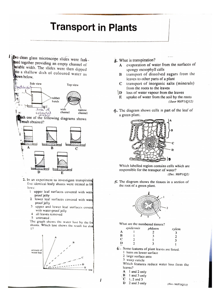 Transport in Plants PDF | PDF | Leaf | Root
