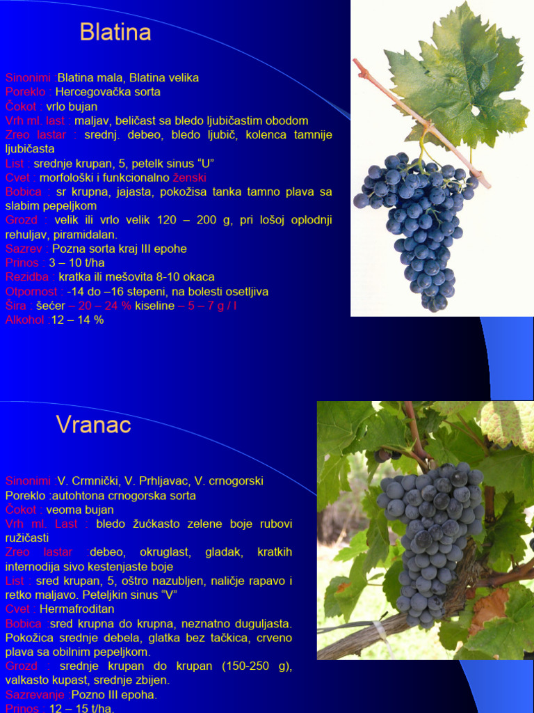 Crne Vinske Sorte | PDF