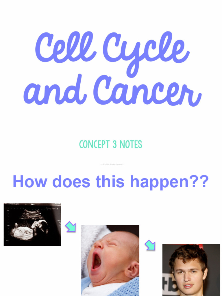 Concept 3 Notes - Cell Cycle and Cancer | PDF | Cell Cycle | Chromosome