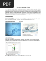 Overview of Plant Phyla and Divisions | PDF | Plants | Organisms