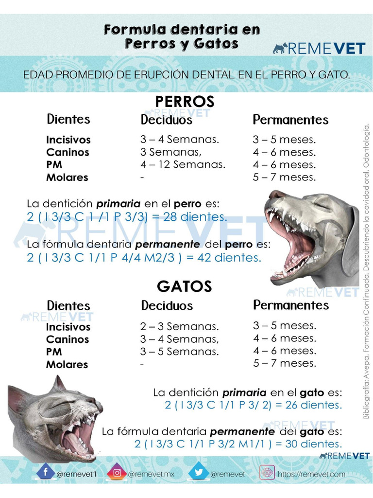 Formula Dentaria Canina/felina | PDF
