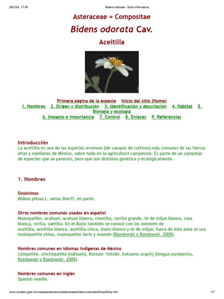 Aceitilla (Bidens Odorata) | PDF | México | Hoja