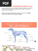 Anatomía del húmero en perros | PDF | Codo | Sistema esquelético