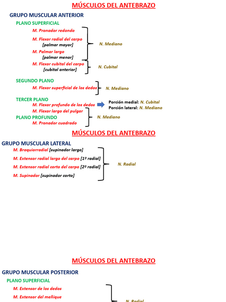 Antebrazo Inserciones Pdf Mano Sistema Musculoesquelético