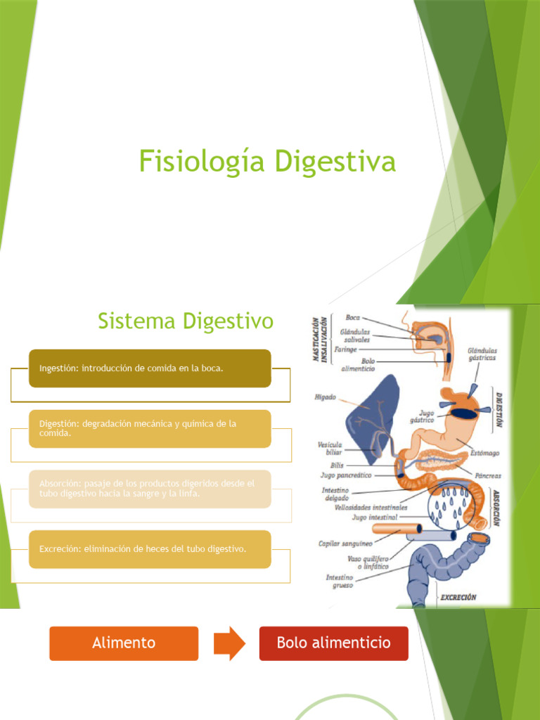 Fisiología Digestiva | PDF | Digestión | Bilis