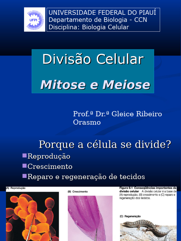10 Divisão Celular Mitose E Meiose Pdf Meiose Mitose