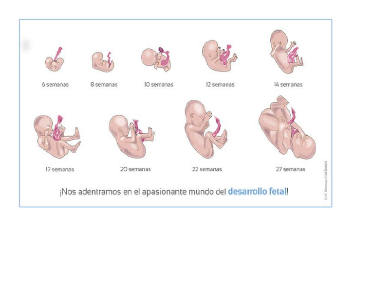 Fases Del Embarazo 24 | PDF
