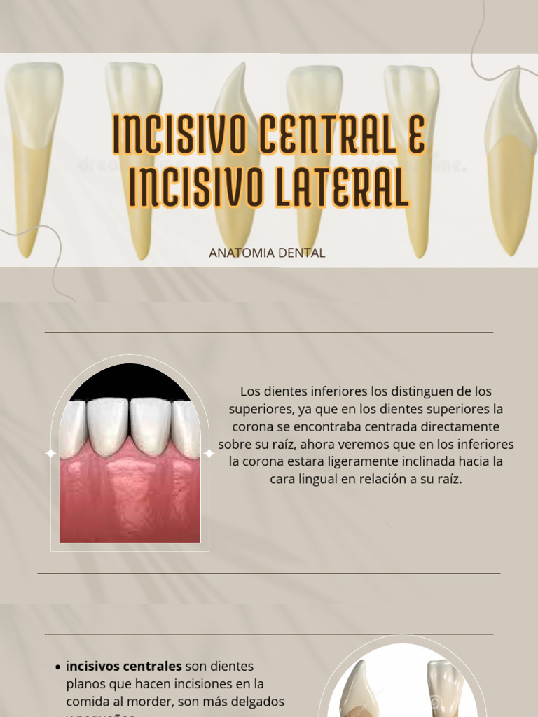 Anatomía de Incisivos Centrales y Laterales | PDF | Boca | Odontología