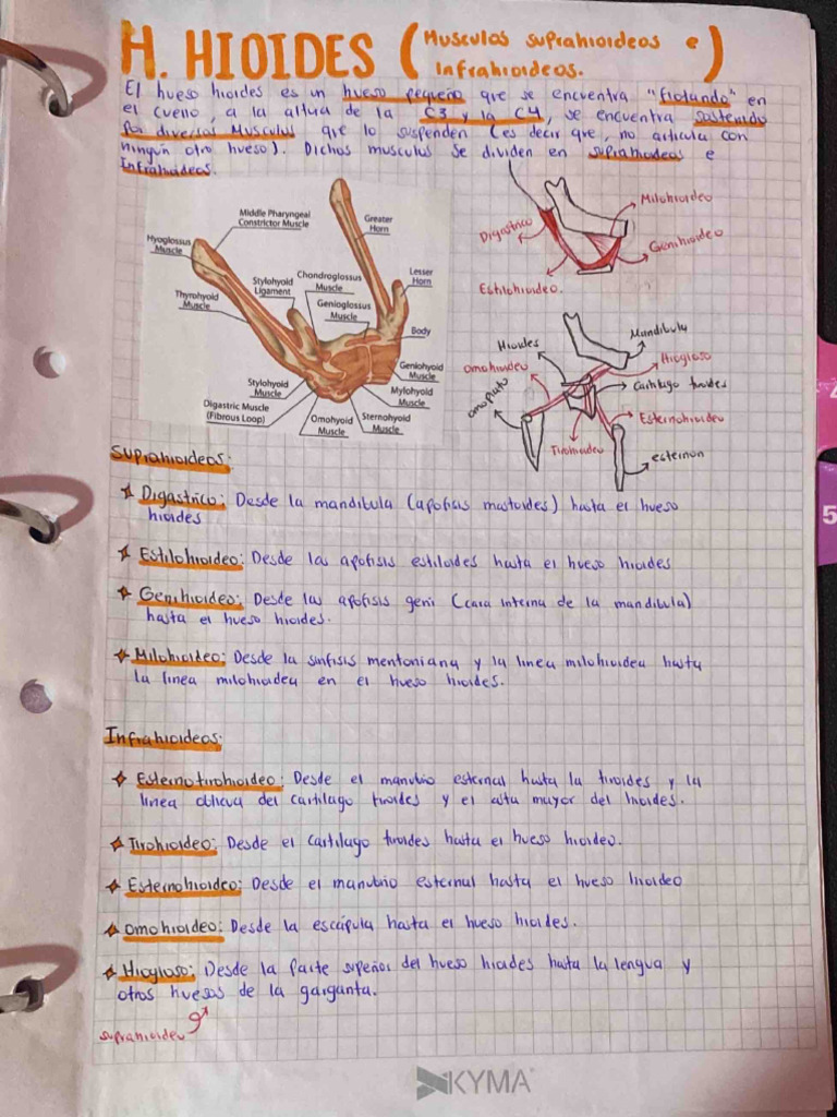 Hioides (Musculos y Ligamentos) | PDF