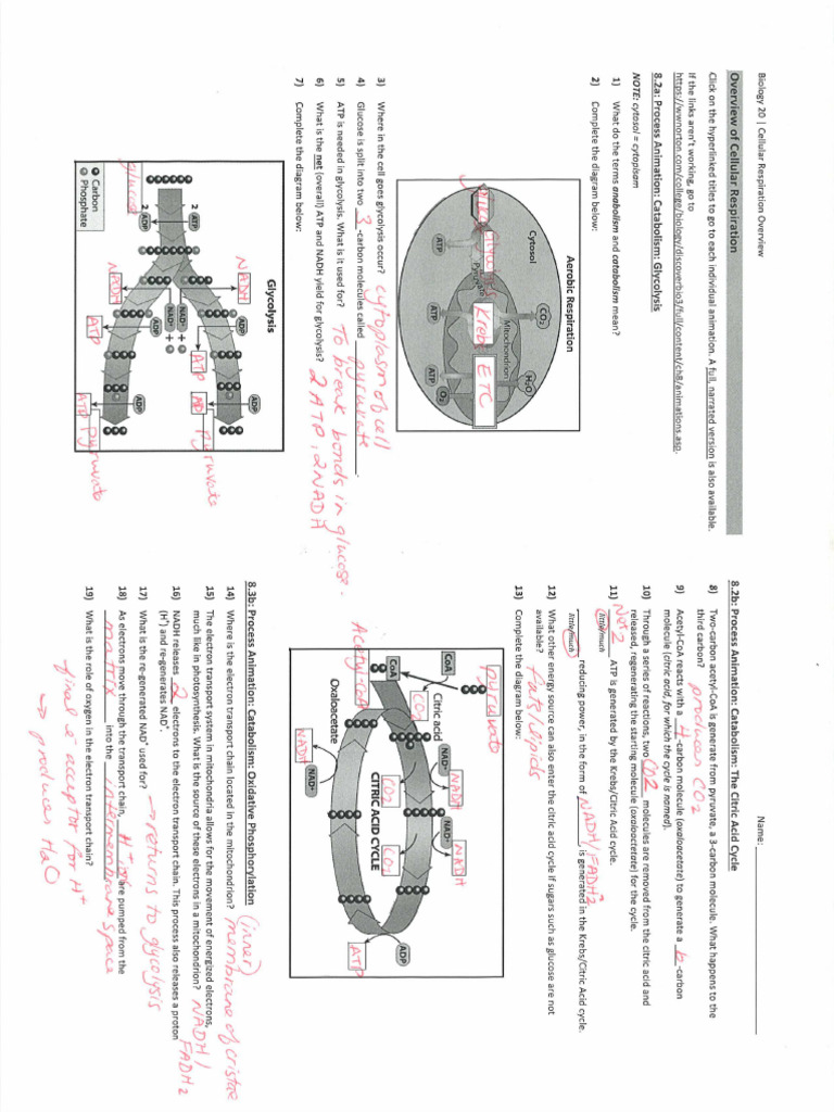 Overview of Cell Respiration and Photo ANSWER KEYS | PDF | Diet ...