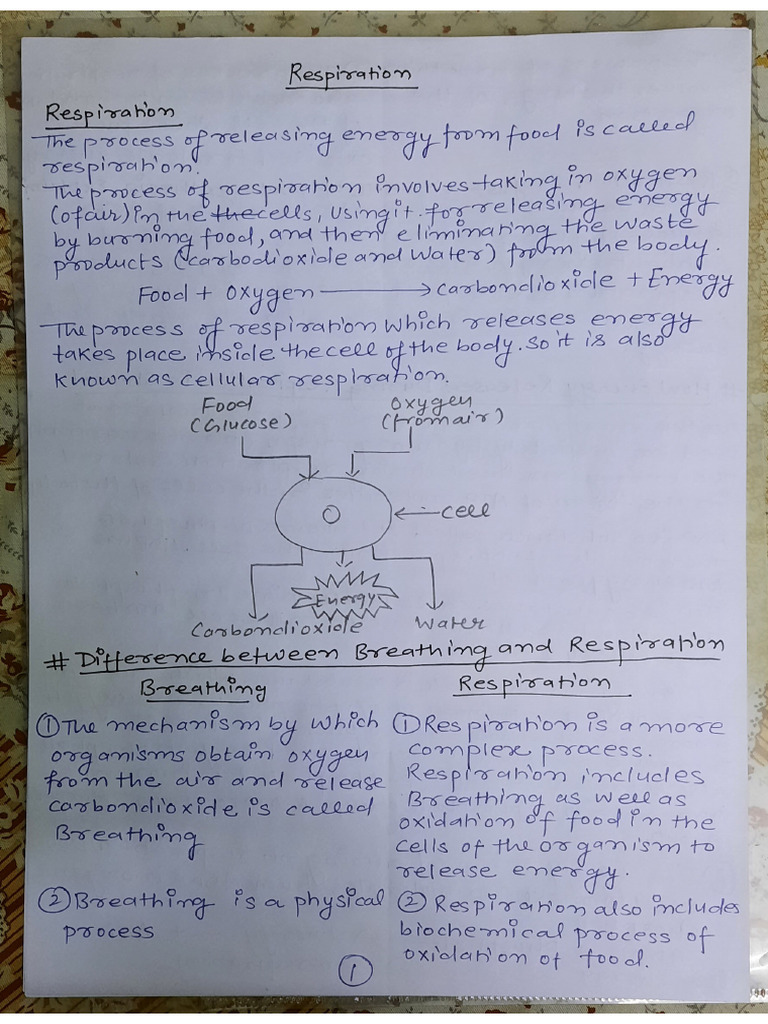 Biology Respiration A | PDF