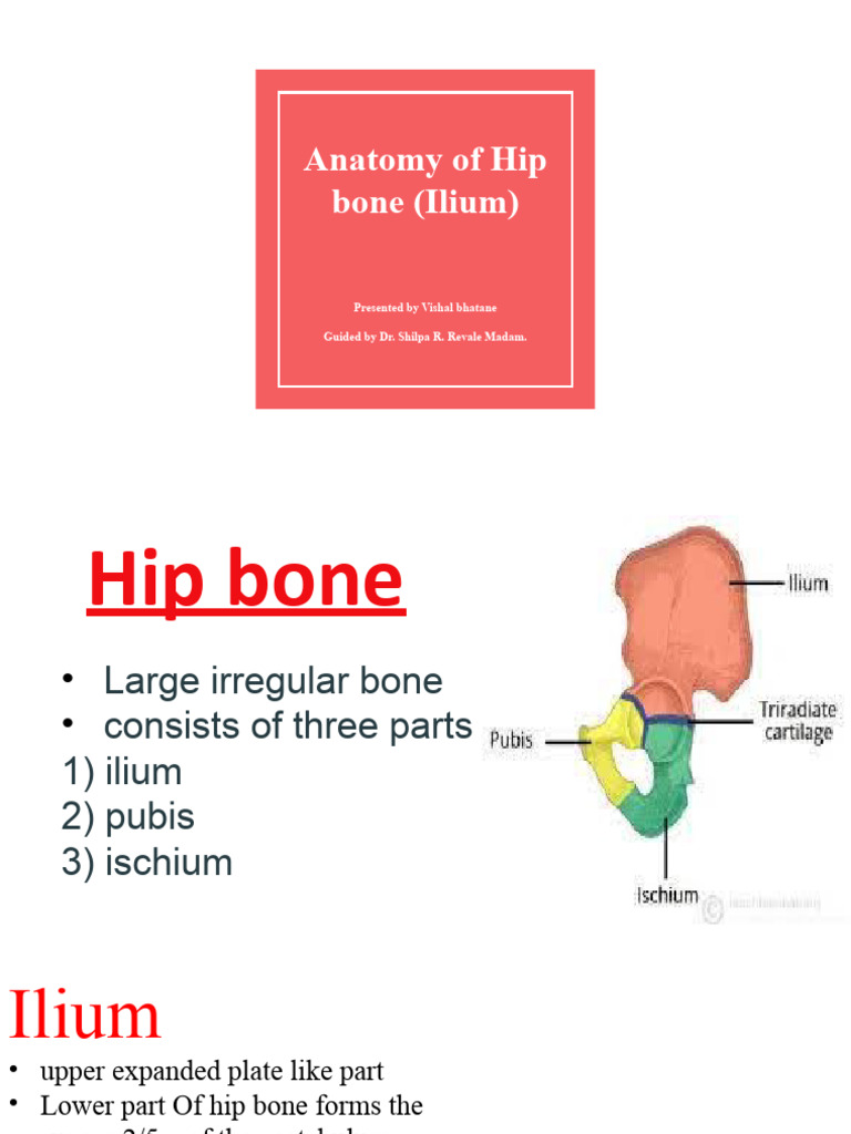 Hip Bone Ilium | PDF | Pelvis | Musculoskeletal System