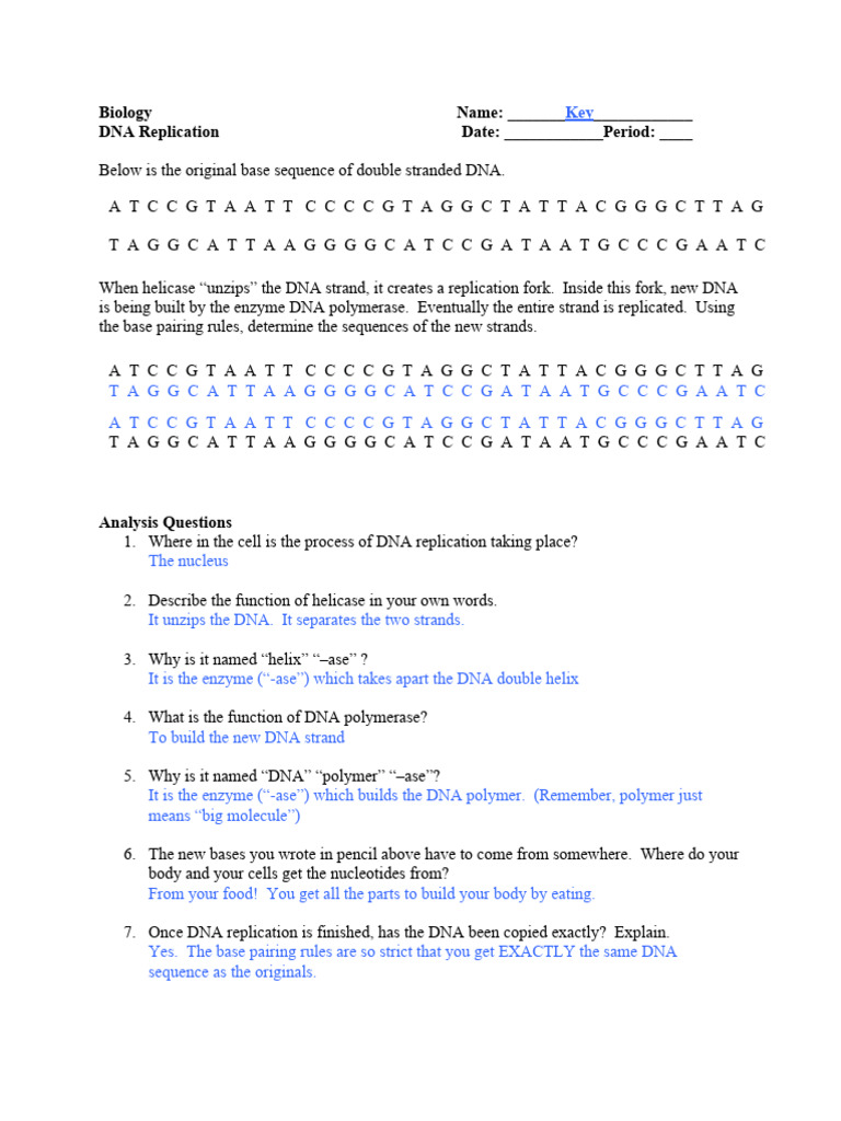 4 DNA Replication Worksheet Answers | PDF | Science & Mathematics