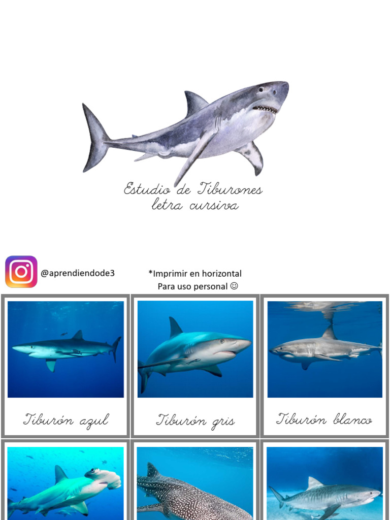 Tipos y Características de Tiburones | PDF