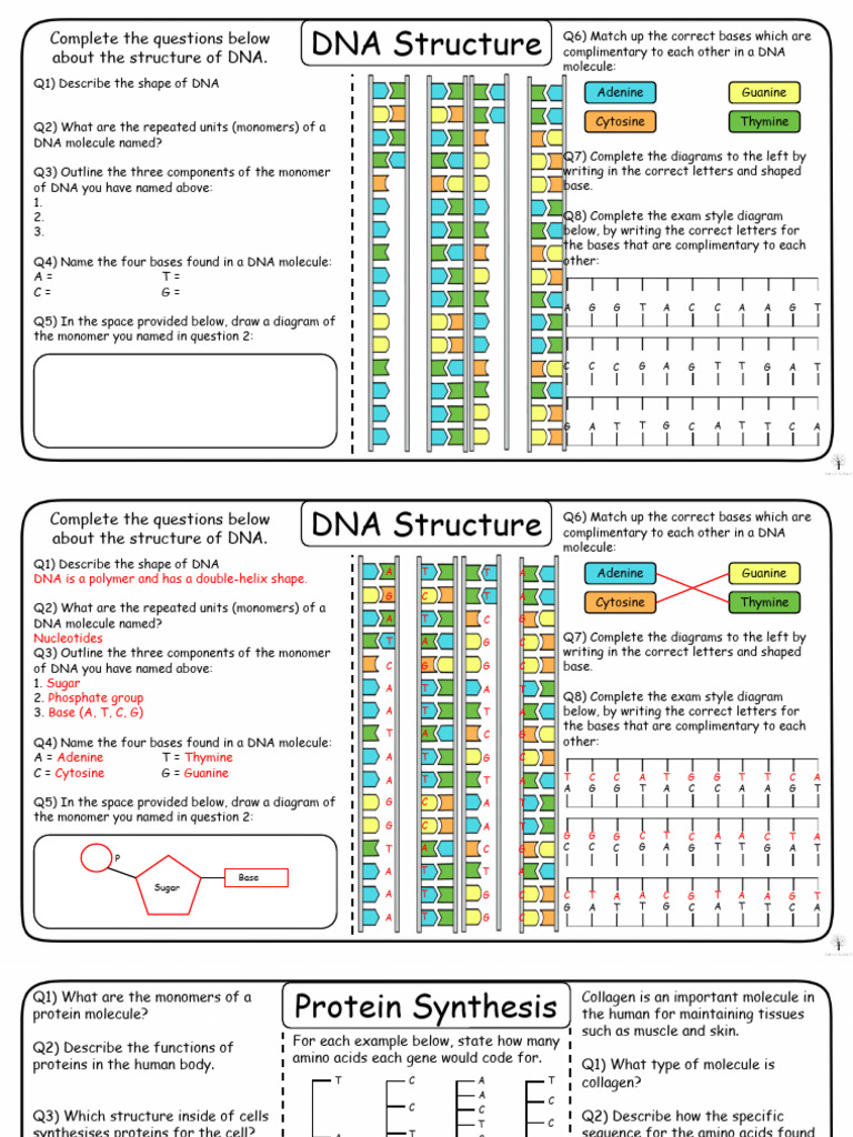 DNA Structure and Protein Synthesis Simple Science Worksheets | PDF ...