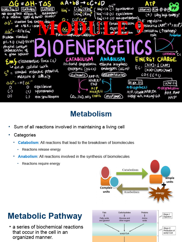 MODULE 9 - Bioenergetics 1 | PDF | Diet & Nutrition | Citric Acid Cycle