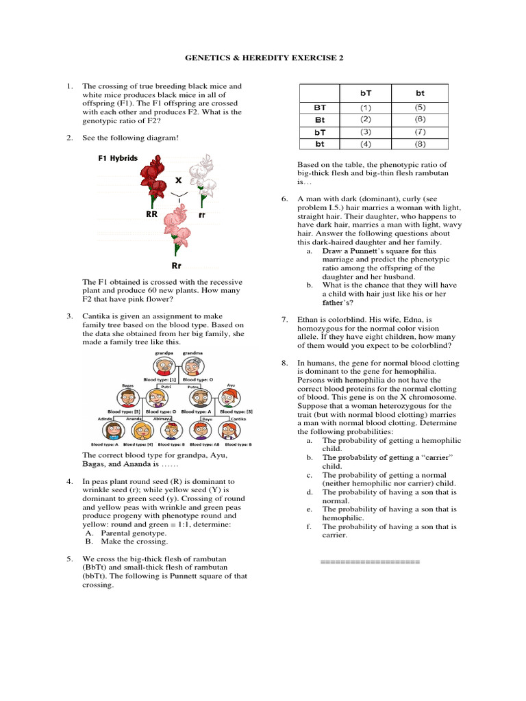 Genetics & Heredity Ex 2 | Download Free PDF | Dominance (Genetics) | Zygosity