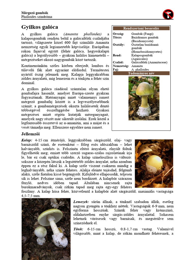 Gyilkos Galóca Info | PDF