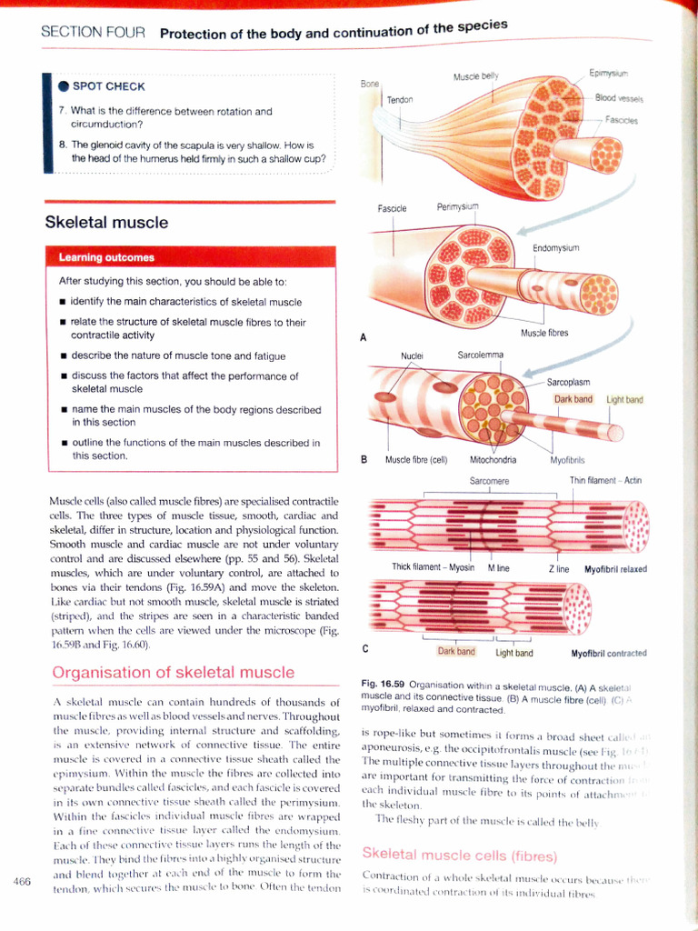 Muscles R&W | PDF