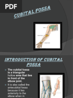 Cubital Fossa Anatomy and Clinical Relevance | PDF | Arm | Human Anatomy