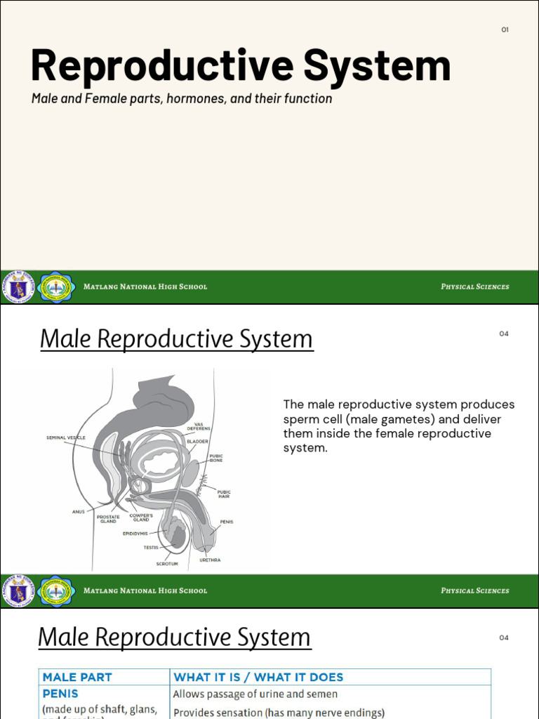 The Reproductive System | PDF | Menstrual Cycle | Reproductive System