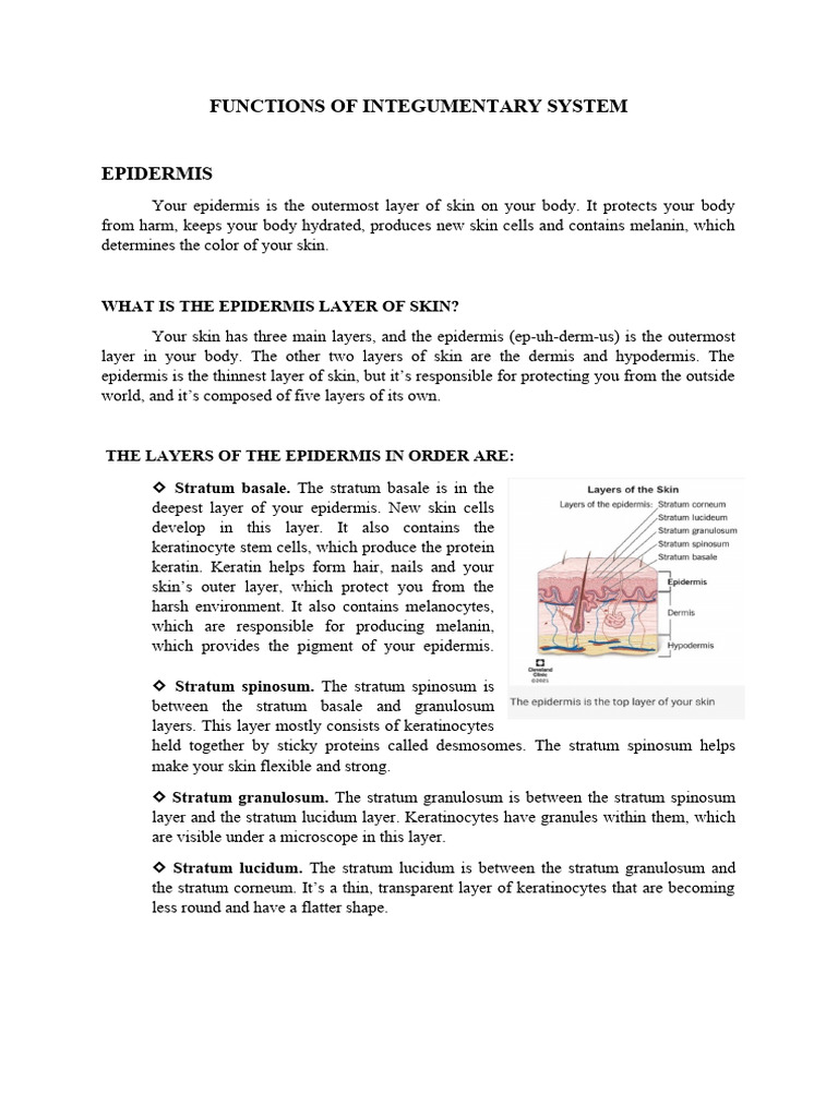 Functions of Integumentary System | PDF | Skin | Epidermis