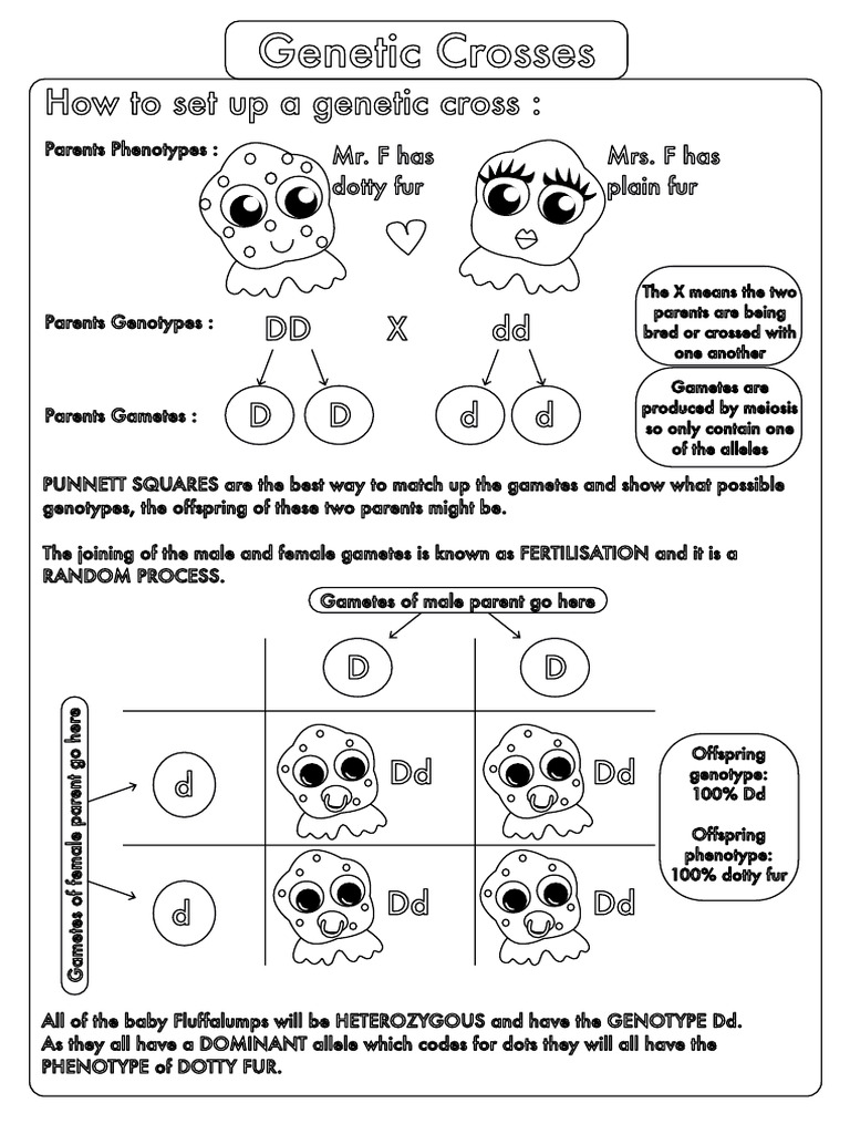 GCSE Genetic Crosses Intro | PDF