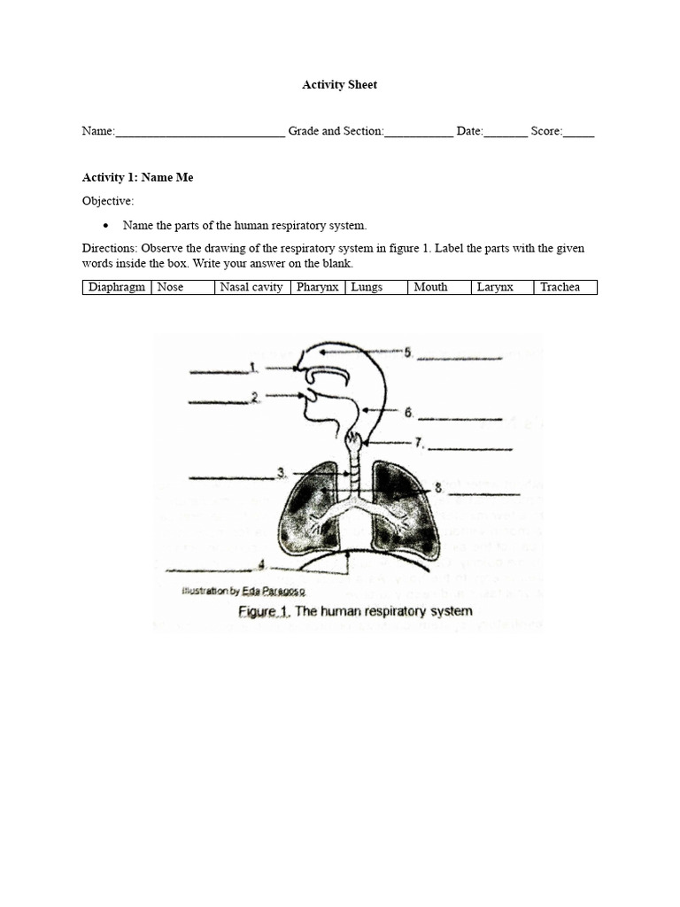 Activity Sheet | PDF | Respiratory System | Heart