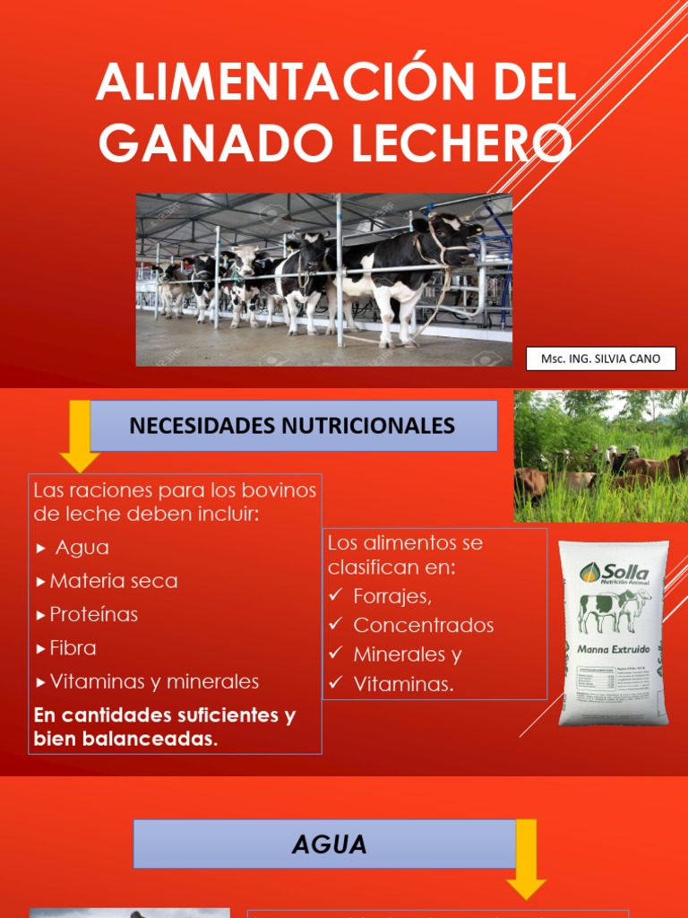 Alimentación Del Ganado Lechero | PDF | Leche | Vacas