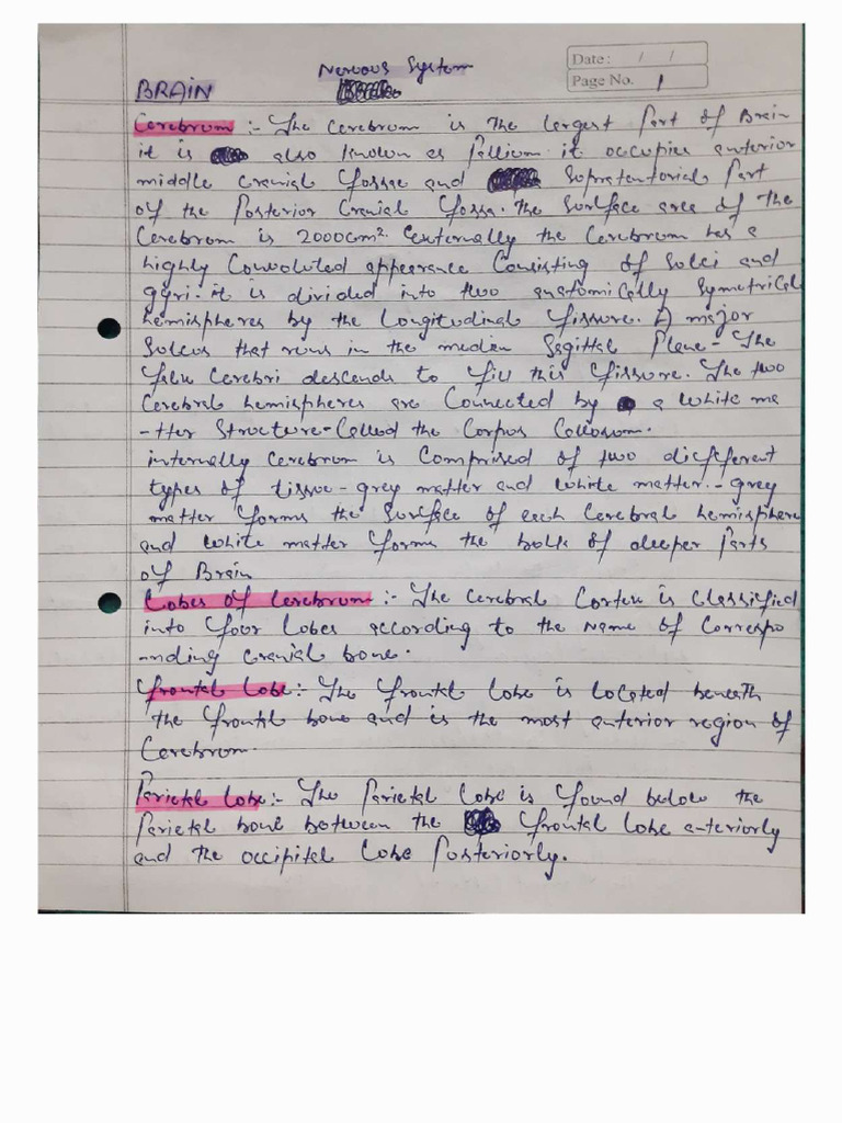 Nervous System Compressed | PDF