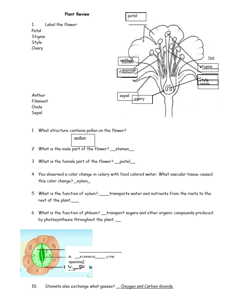 Plants Exam Review Sheet | PDF