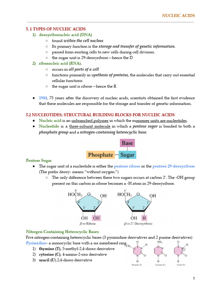 5 Nucleic Acids | PDF | Translation (Biology) | Rna