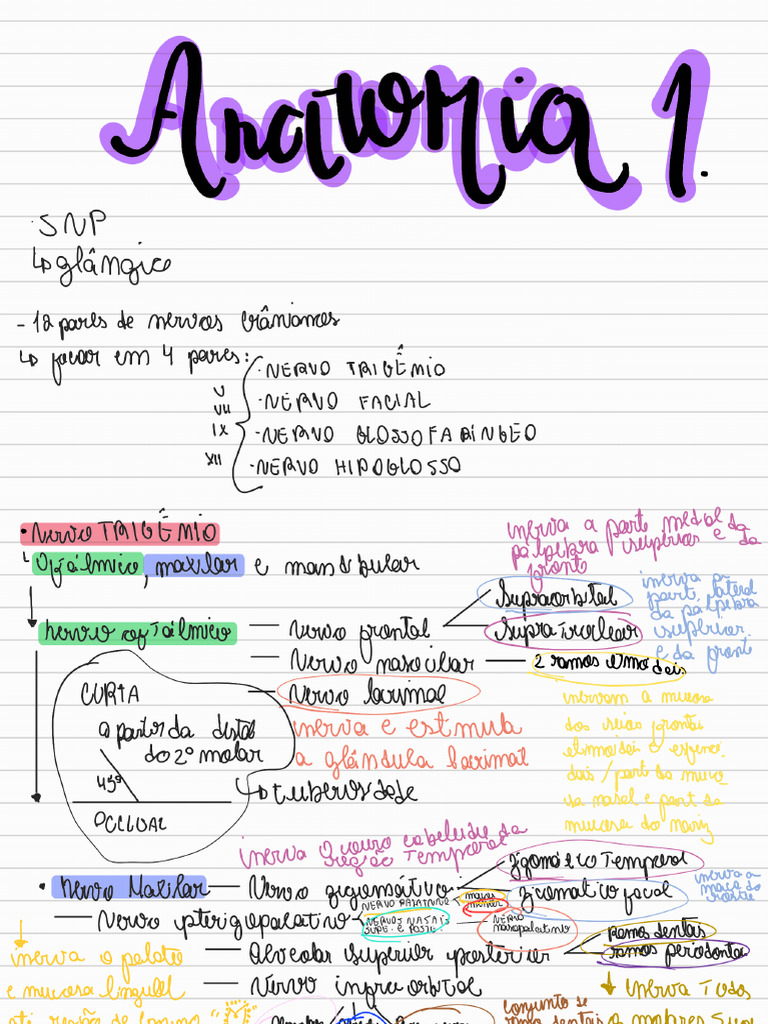 Anatomia 1 | PDF