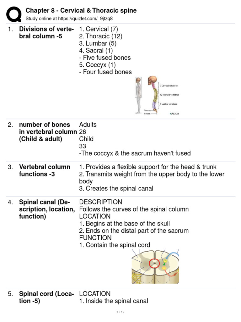 Chapter 8 - Cervical & Thoracic Spine | PDF | Vertebra | Vertebral Column