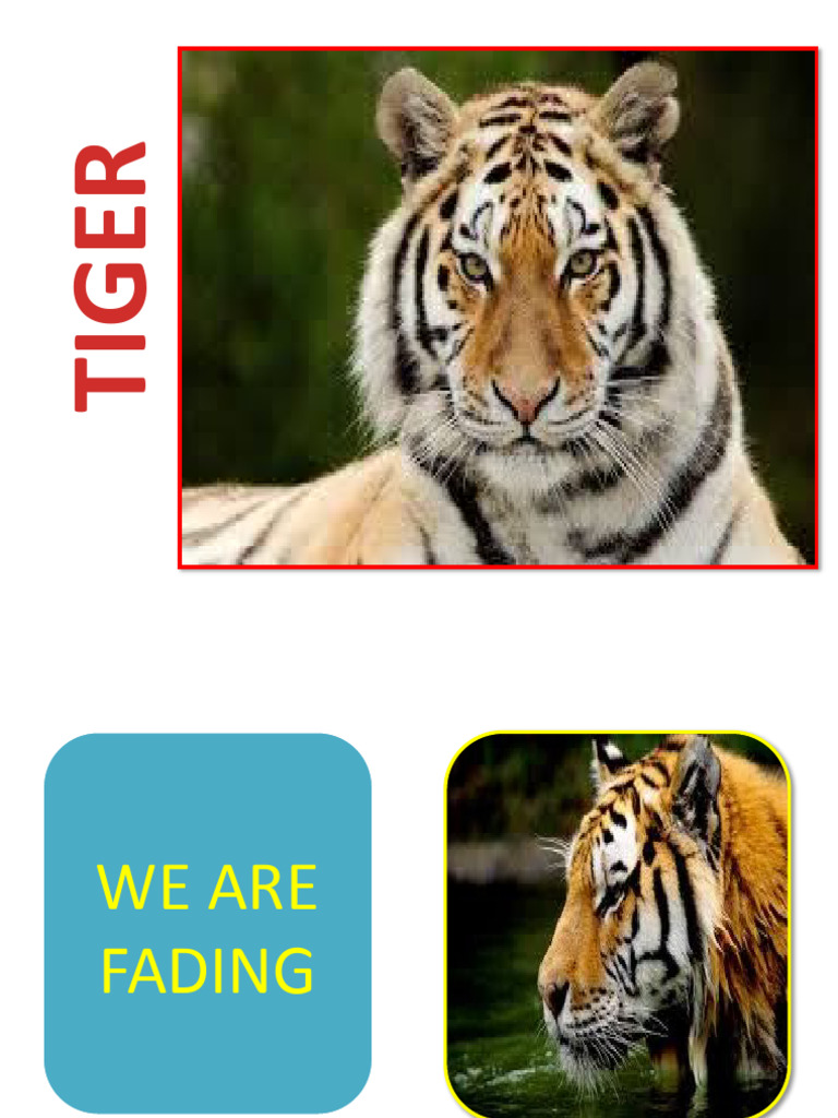 Save Tigers: Presentation Preview | PDF