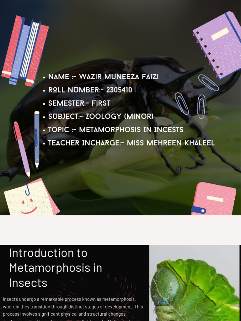 Introduction To Metamorphosis in Insects (2) .PDF 20240213 232545 0000 ...