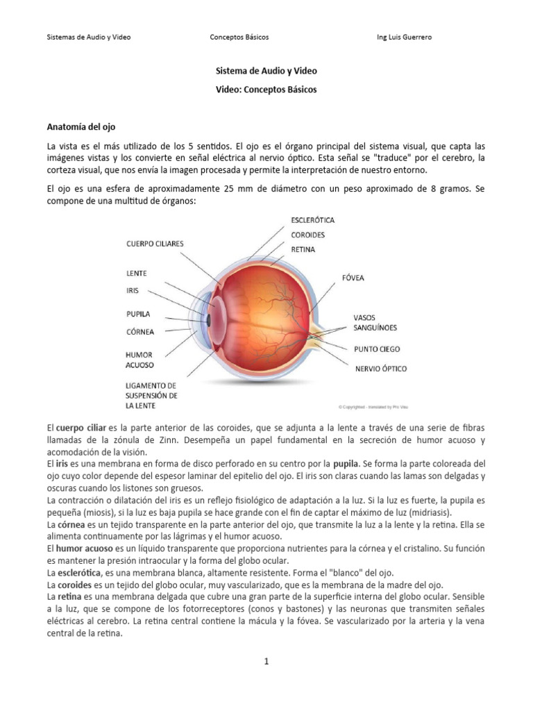 Anatomía Del Ojo | PDF | Ojo humano | Cuadros por segundo