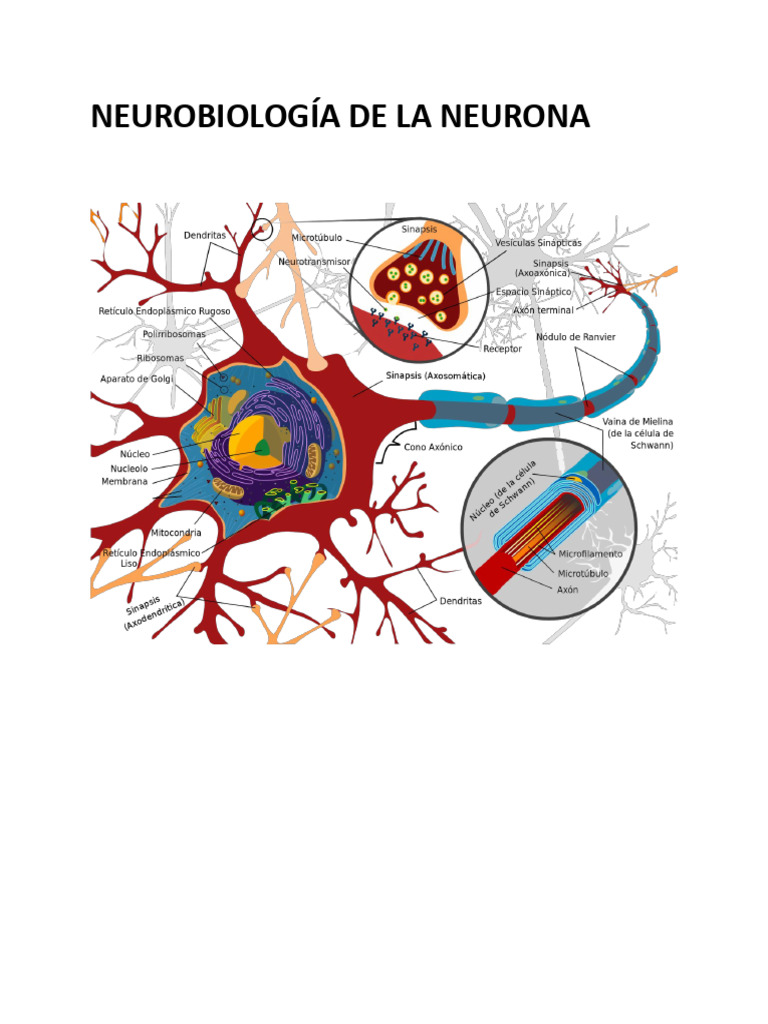 Neurobiología de La Neurona | PDF | Axon | Neurona