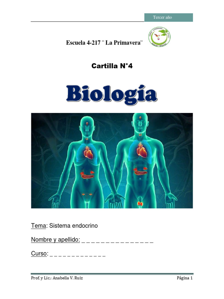 Cartilla #4 | PDF | Páncreas | Glándula pituitaria
