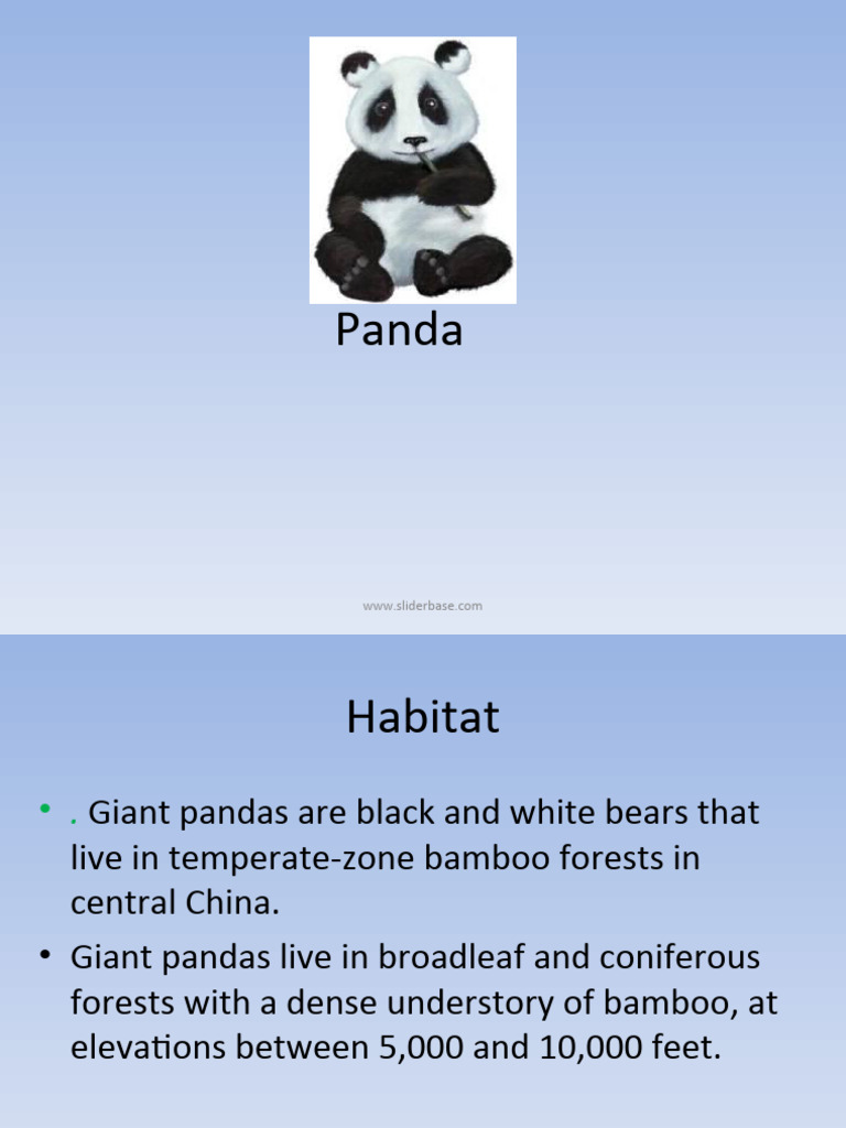 Panda | PDF | Giant Panda | Bears