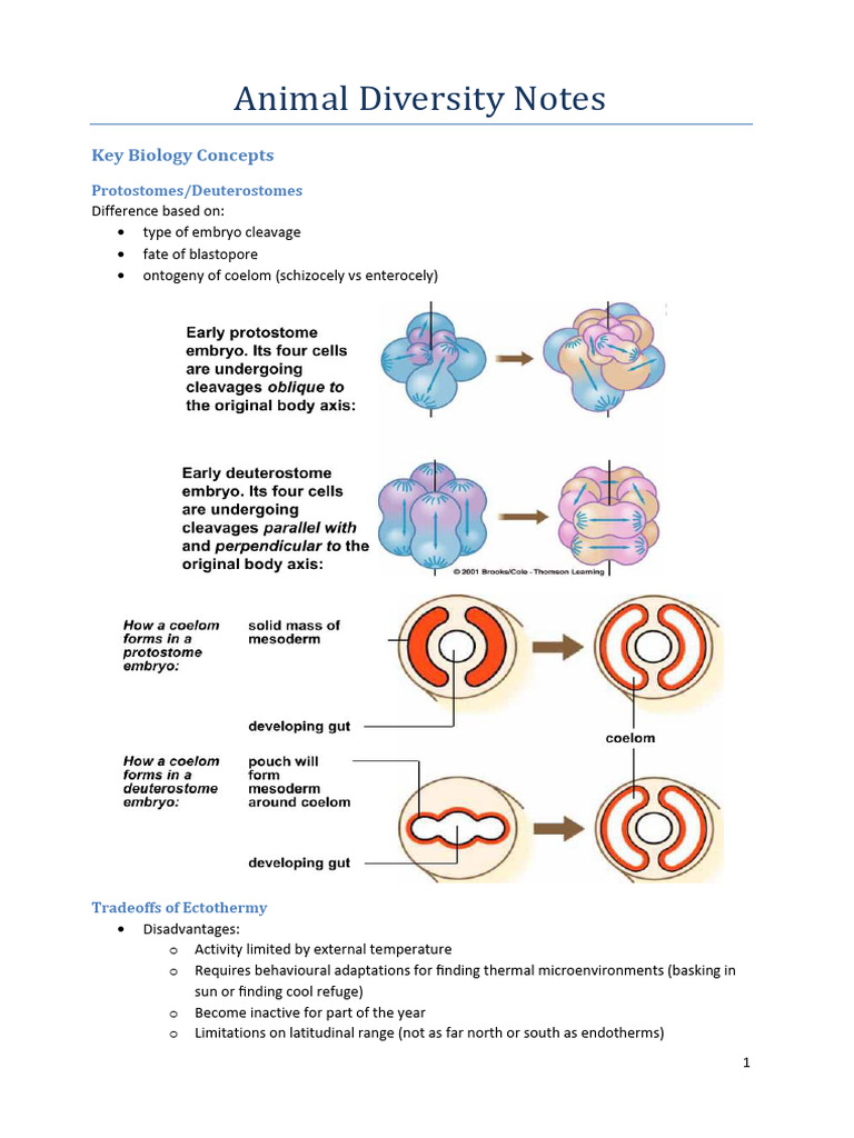 2 Animal Diversity | PDF