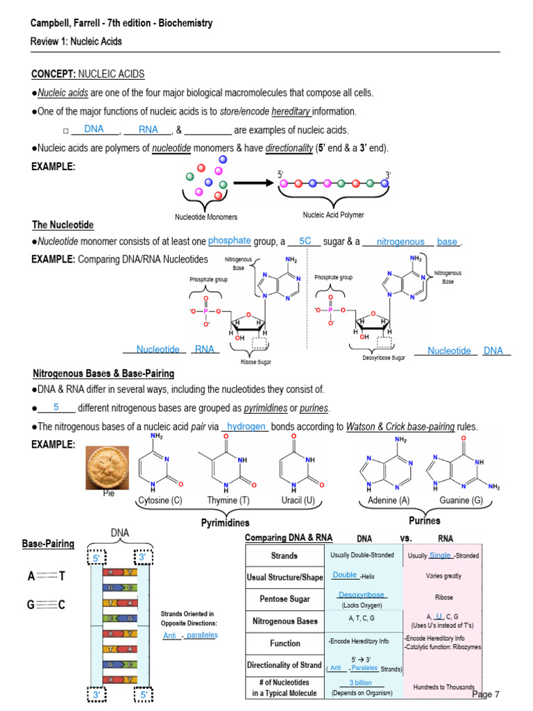 BQ4 Nucleic Acids | Download Free PDF | Nucleic Acids | Nucleotides