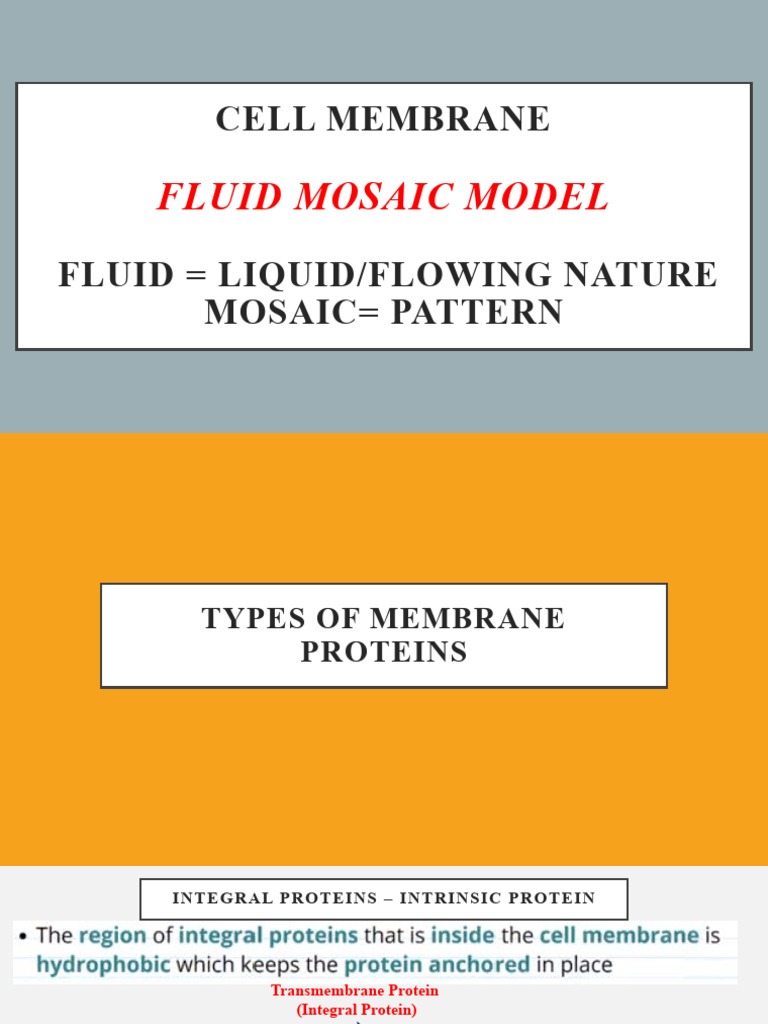 Cell Membrane | PDF