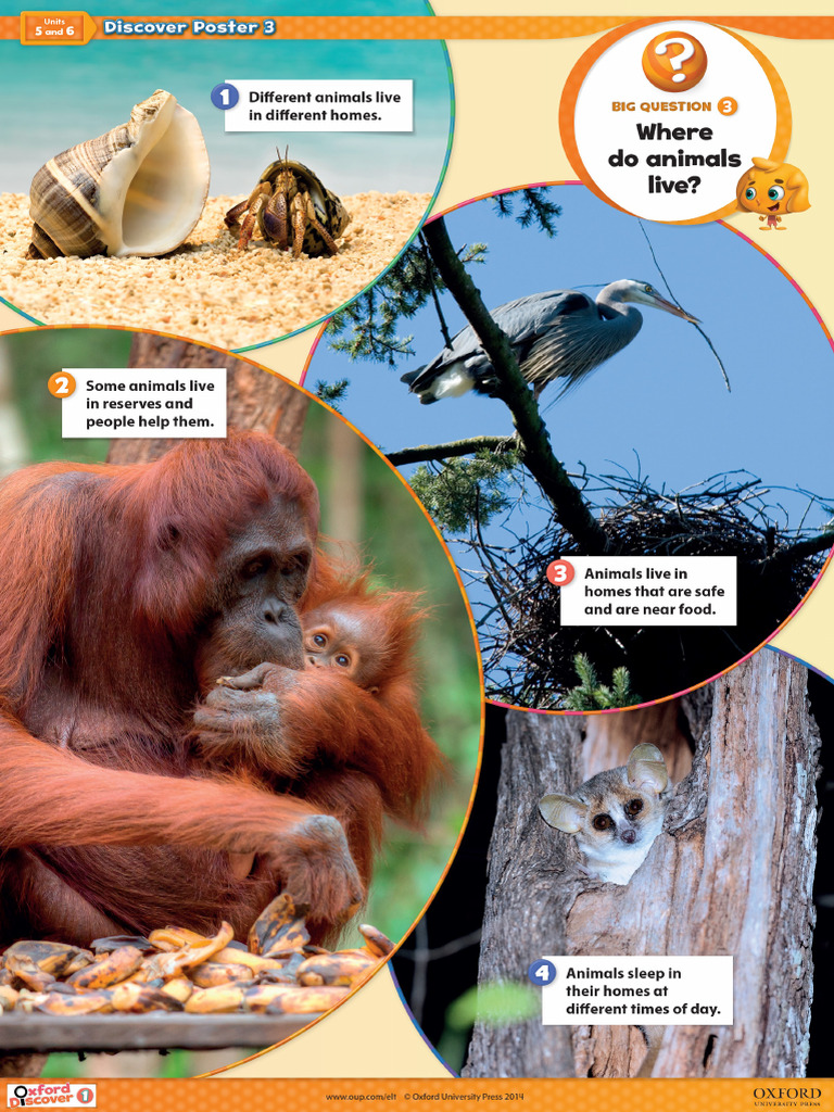 Oxford Discover 1 Poster 03 | PDF