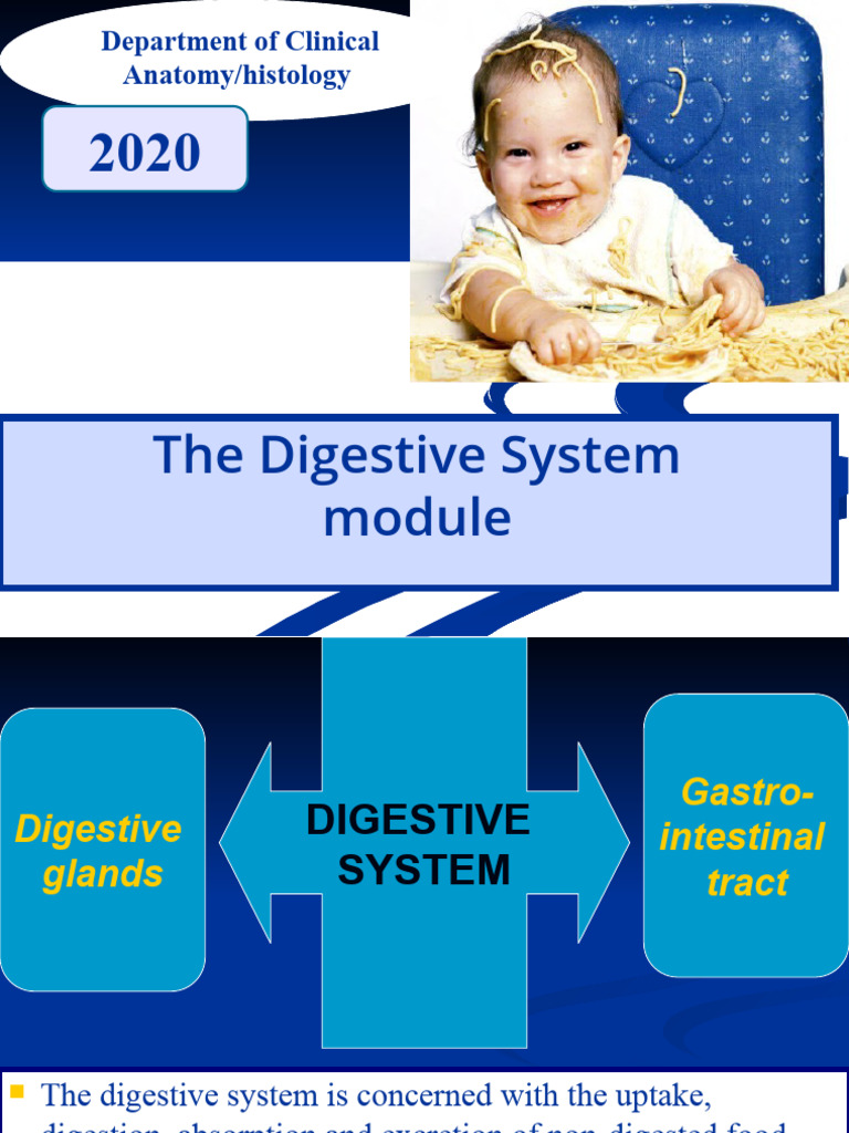 Upper GIT System CPPP Lecture 2020-21 | PDF | Stomach | Tongue Upper GIT System CPPP Lecture 2020-21 | PDF | Stomach | Tongue