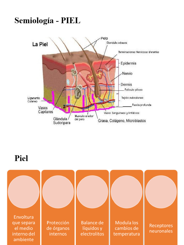 Piel | PDF | Piel | Perdida de cabello