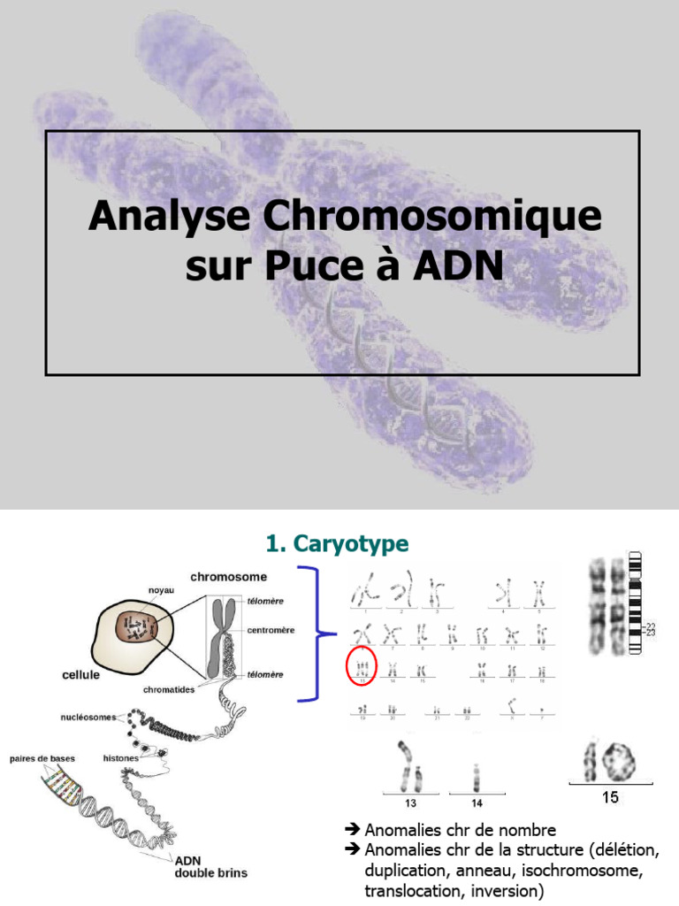 ACPA | PDF | Caryotype | Génétique
