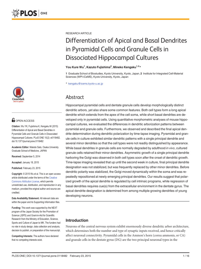 Apical and Basal Dendrites | PDF | Dendrite | Pyramidal Cell